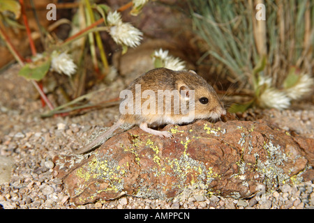 Silky Pocket Mouse Perognathus flavus Elgin Santa Cruz County Arizona ...