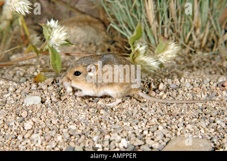 Silky Pocket Mouse Perognathus flavus Elgin Santa Cruz County Arizona ...