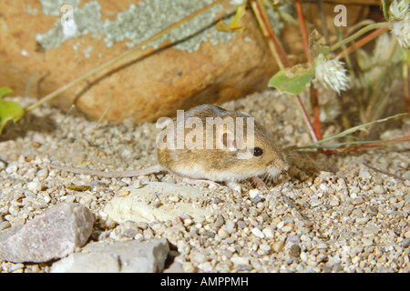 Silky Pocket Mouse Perognathus flavus Elgin Santa Cruz County Arizona ...