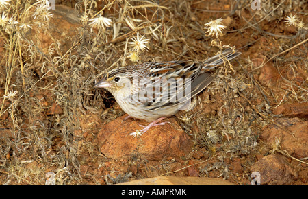 Grasshopper Sparrow Ammodramus savannarum Elgin Arizona Unites States ...