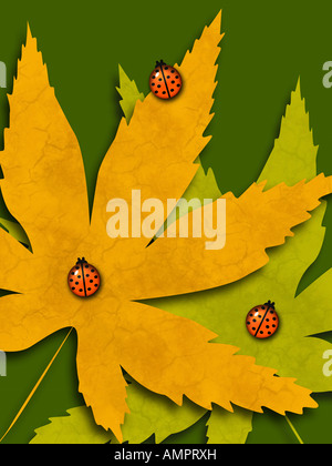 Representation of lady bugs on maple leaves Stock Photo - Alamy