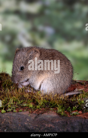 Field vole (Microtus agrestis), Common vole, Vole, Mice, Mouse, Rodents ...