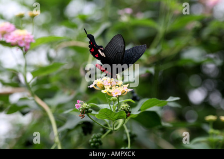 Common rose (butterfly), Red-bodied swallowtail (Pachliopta ...