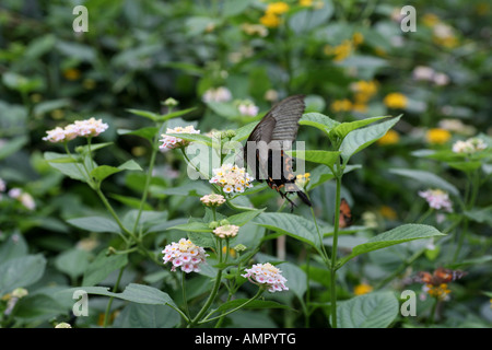 Crow Swallowtail Butterfly, Papilio bianor, Papilionidae Stock Photo ...