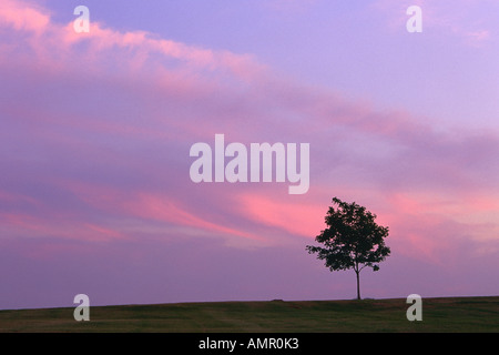 Tree, Ajax Waterfront Park, Ajax, Ontario, Canada Stock Photo - Alamy