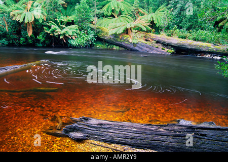 Styx River, Tasmania, Australia Stock Photo - Alamy
