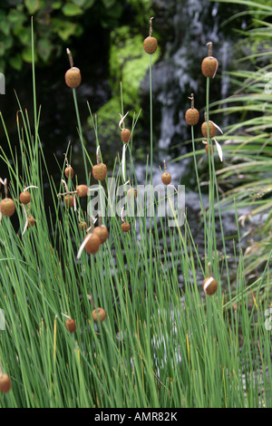 Dwarf Bulrush aka Dwarf Cattail or Reedmace, Typha minima Typhaceae ...