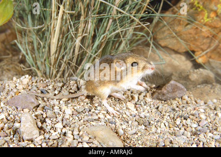 Silky Pocket Mouse Perognathus flavus Elgin Santa Cruz County Arizona ...