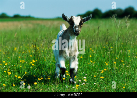 Front view of a baby goat facing the camera while grazing. Sheep and ...
