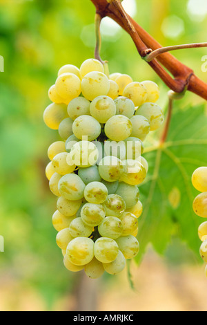A close-up shot of green grapes on a table isolated with blurred ...