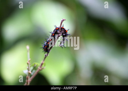 Caterpillar with red spots and spikes Stock Photo - Alamy