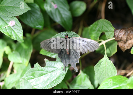 Crow Swallowtail butterfly Stock Photo - Alamy