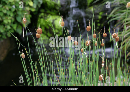 Dwarf Bulrush aka Dwarf Cattail or Reedmace, Typha minima Typhaceae ...