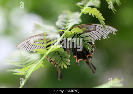 Crow Swallowtail Butterfly, Papilio bianor, Papilionidae Stock Photo ...