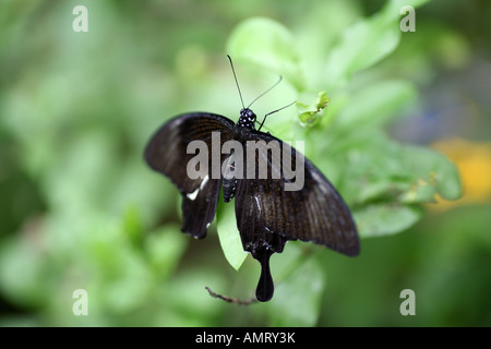 Crow Swallowtail Butterfly, Papilio bianor, Papilionidae Stock Photo ...
