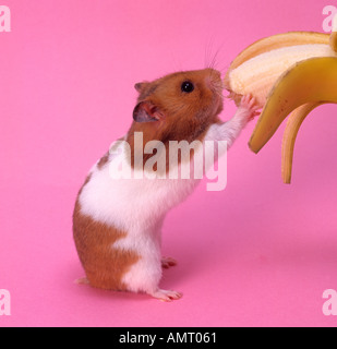 Hamster & banana Stock Photo - Alamy