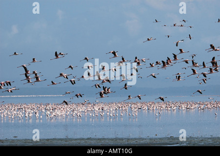 Flamingos in flight at Lake Naivasha Great Rift Valley Kenya Africa ...