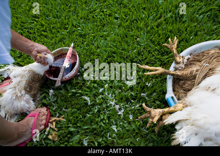 Killing hen daily life at farm Stock Photo - Alamy