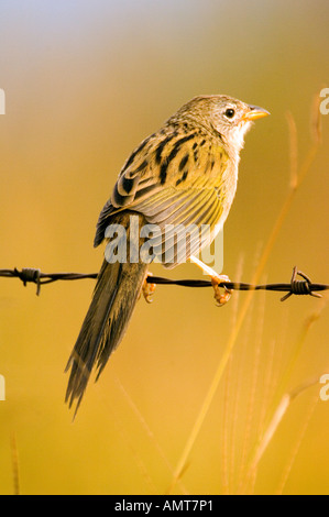 Wedge-tailed Grass-Finch, Brazil (Emberizoides herbicola Stock Photo ...