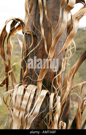 Detail of an agave flower stalk Stock Photo - Alamy