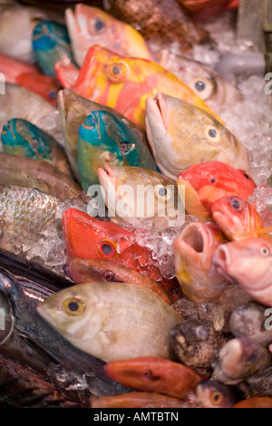 Okinawa Japan - fish market colorful Parrotfish Stock Photo - Alamy