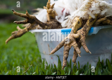 Killing hen daily life at farm Stock Photo - Alamy