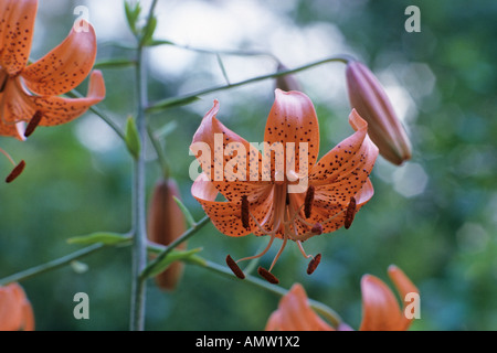 Lilium davidii 1 Stock Photo - Alamy