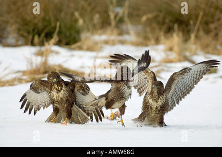 Common Buzzard (Buteo buteo), three fighting over food in winter Stock ...