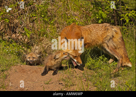 Red Fox Vulpes vulpes Kettle River Minnesota USA Stock Photo - Alamy