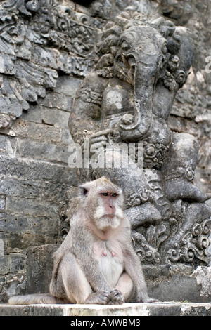Java monkey Macaca fasciularis Stock Photo - Alamy