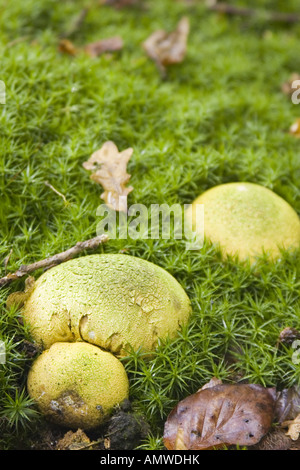Earthball (Scleroderma) on mossy forest soil, Allgaeu, Bavaria, Germany ...