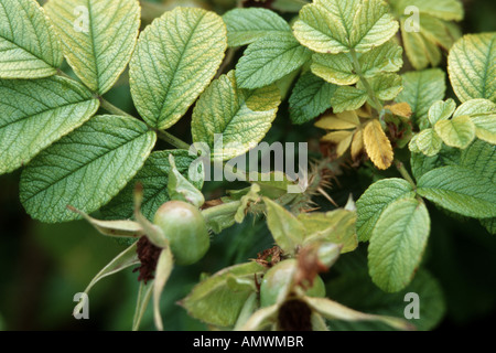 rose nutrient deficiency Stock Photo - Alamy