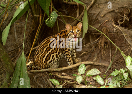 Ocelot (Leopardus pardalis) in rainforest, Smithsonian Tropical ...
