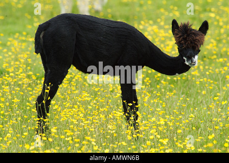 ALPACA calf Lama pacos freshly shawn on llama farm in UK recently shawn ...