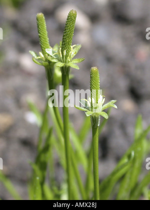 mousetail, common mouse-tail, least mouse-tail, tiny mouse-tail ...