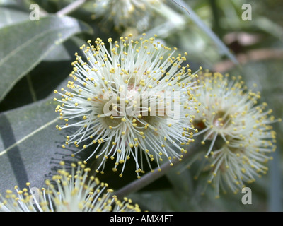 Australian Turpentine Tree Syncarpia glomulifera (L) , and Cabbage Palm ...