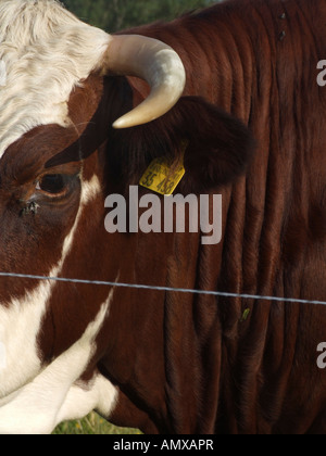 Kuh Kuehe braun weiss Portrait Gesicht Kopf Nase Schnauze Augen Ohren ...