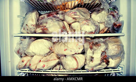 White Rats, Rat, Rats for Dissection, Animal,Zoology, Biology, Research ...