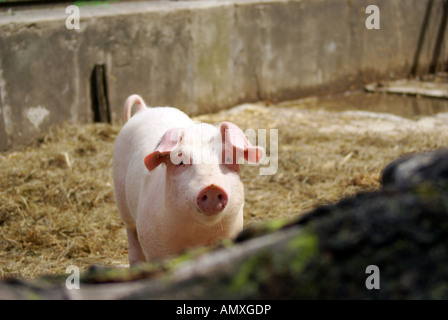 Close-up of pig in pigsty Stock Photo - Alamy