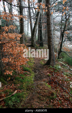 A vertical shot of a path through the forest with tall green trees ...
