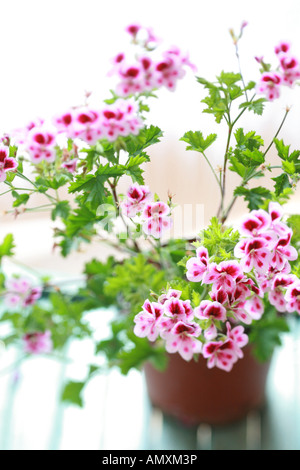 Shot of an indoor plant in the pot Stock Photo - Alamy