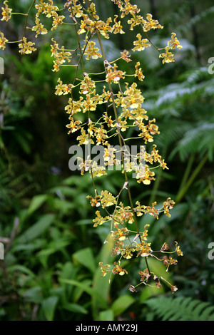 Oncidium Yellow brown Orchid flower in bloom in spring Stock Photo - Alamy