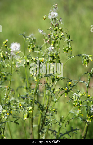 Groundsel Senecio vulgaris seed-head the head is very small Stock Photo ...