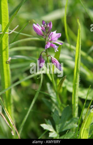 Common Milkwort Polygala vulgaris Stock Photo - Alamy