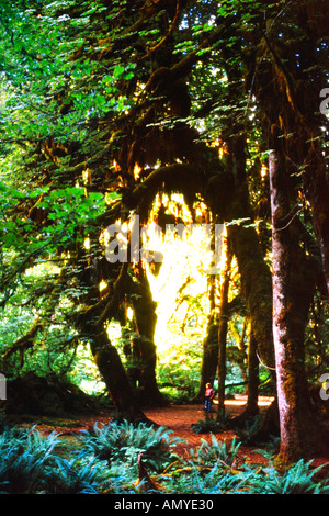 USA, Washington, Olympic National Park, Mt. Angeles rises beyond forest ...