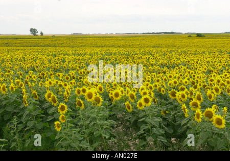 Manitoba Prairie Scenes Stock Photo - Alamy