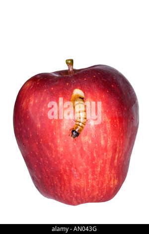 Worm crawling out of red apple isolated on white background Stock Photo ...
