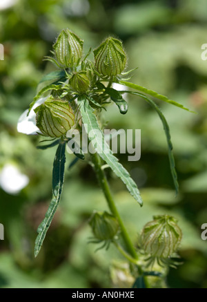 flower-of-an-hour (Hibiscus trionum Stock Photo - Alamy