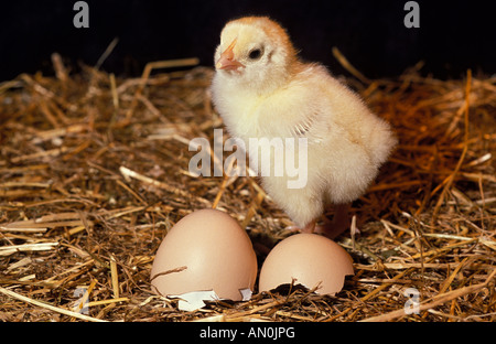 Newly hatched chick, domestic breed, with broken egg shell, 21 days ...
