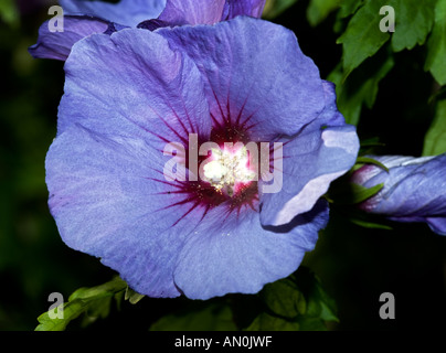 Blue Hibiscus, Hibiscus syriacus 'Blue Bird', Malvaceae, Asia. Aka Rose ...